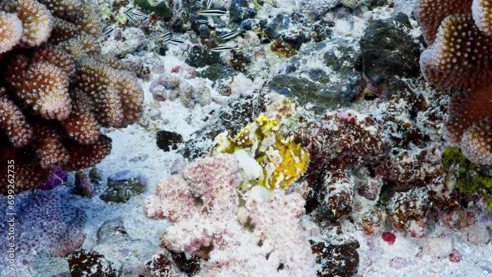 A Yellow Leaf fish over the coral reef, filmed underwater in the pass ...