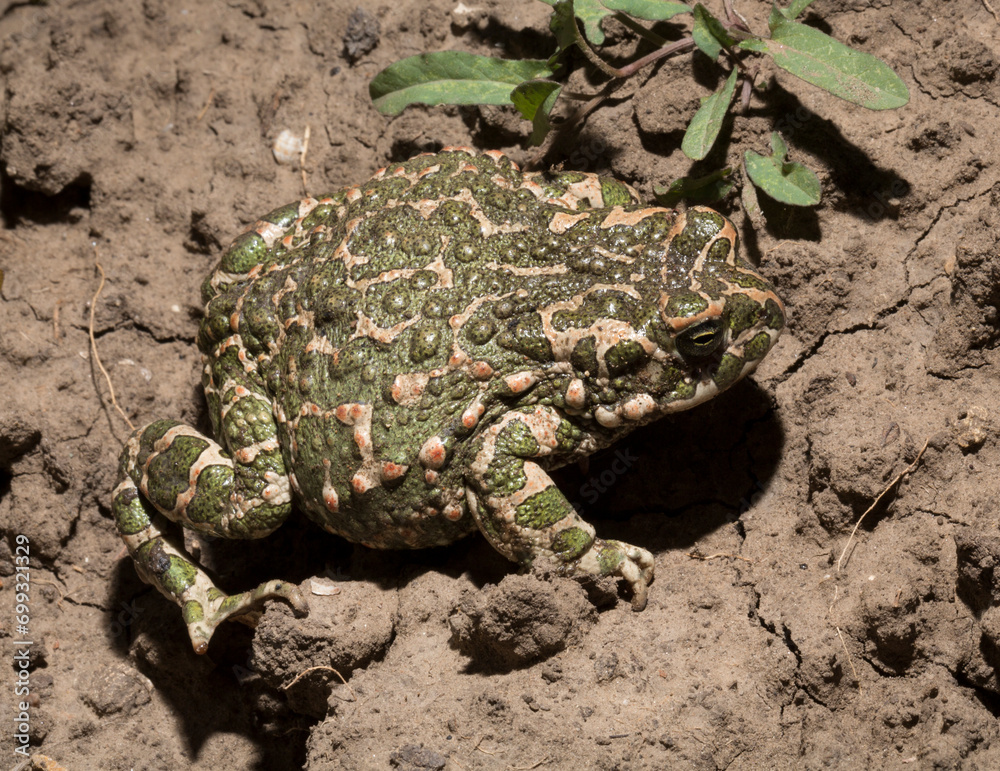 European green toad. Bufotes viridis. An amphibian sits on the ground ...