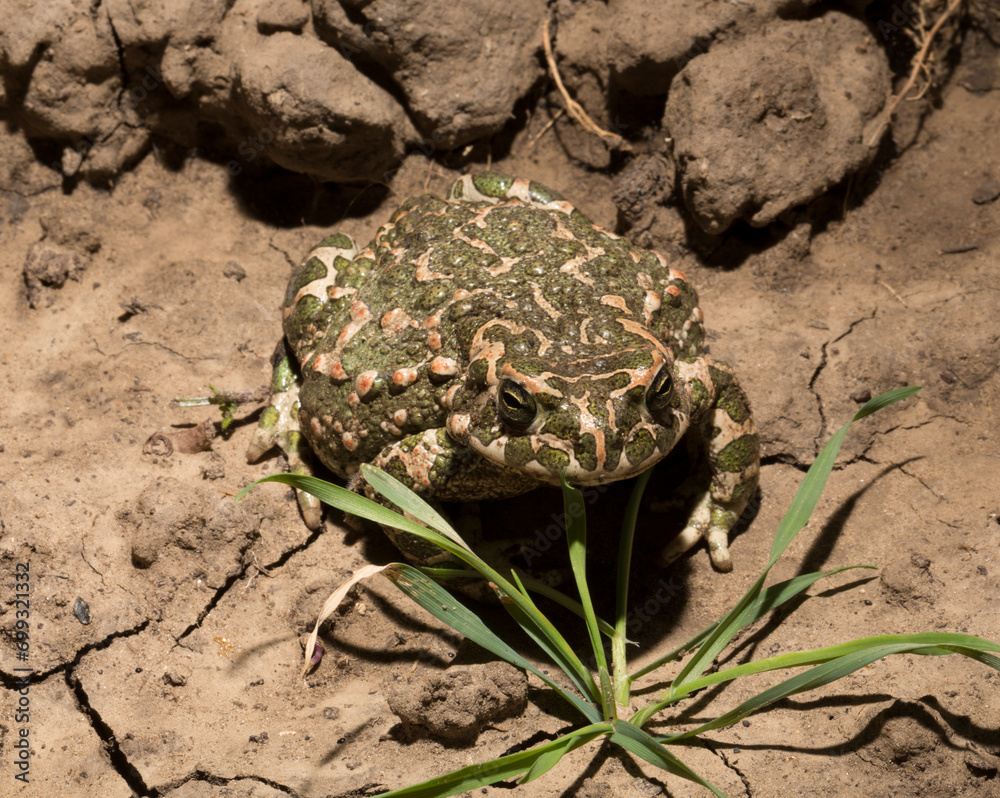 European green toad. Bufotes viridis. An amphibian sits on the ground ...