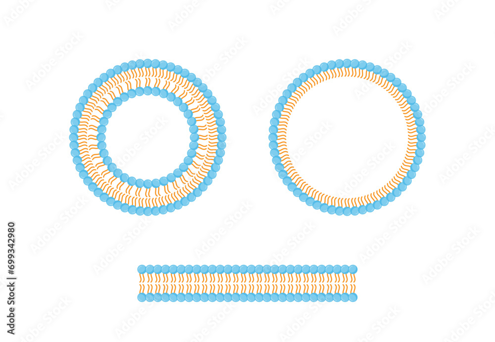 Liposome, Micelle monolayer and bilayer structure. Phospholipid with ...
