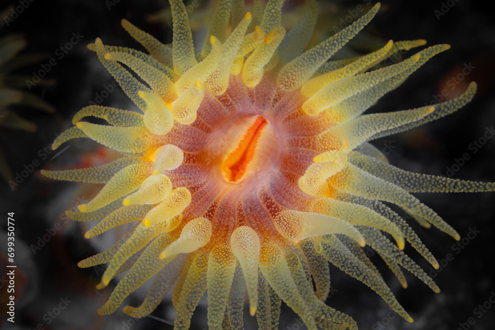 An orange cup coral polyp, Tubastrea coccinea, uses its tentacles to ...
