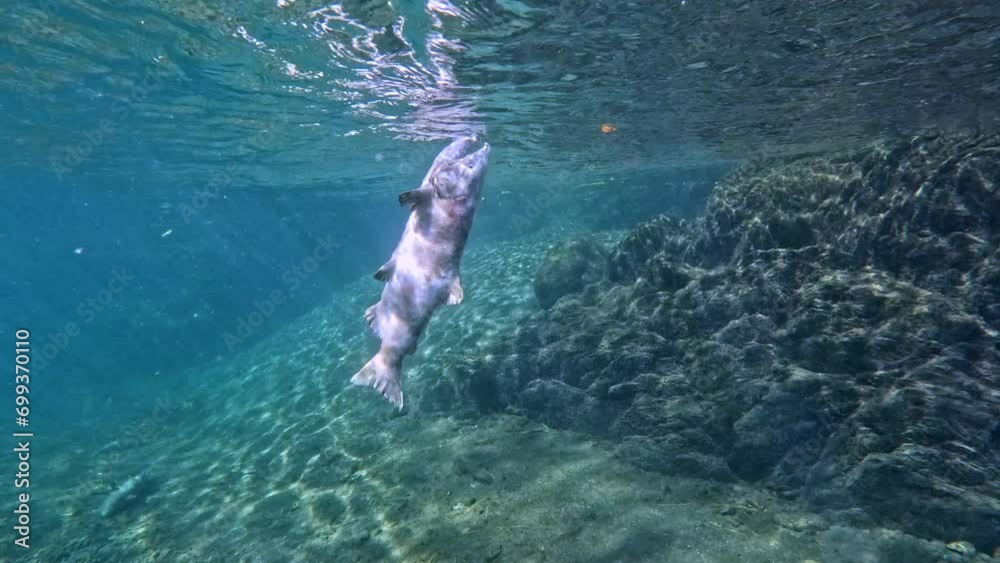 Underwater video of a dead Biwa Trout (Oncorhynchus rhodurus) near Lake ...