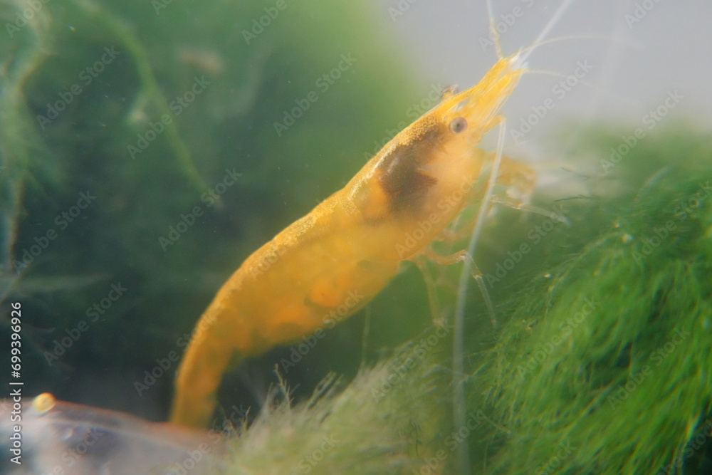Yellow Golden Back Shrimp|Neocaridina denticulata|Neocaridina ...