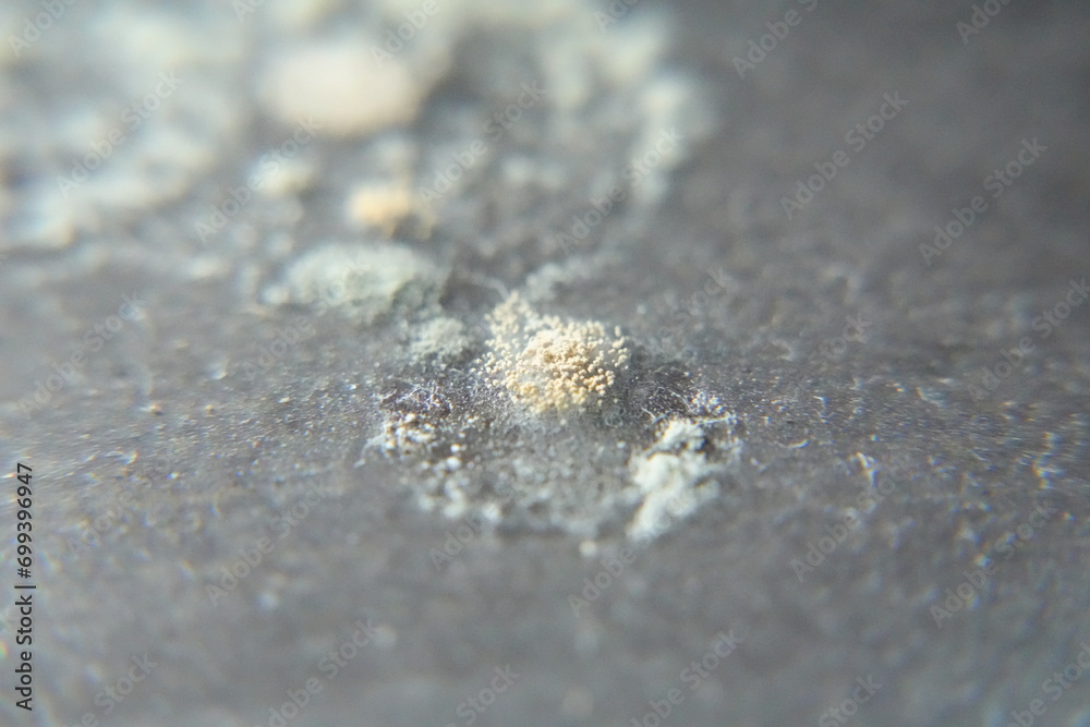 Fungal Growth: Mold can describe the fuzzy, sometimes colorful, growth ...