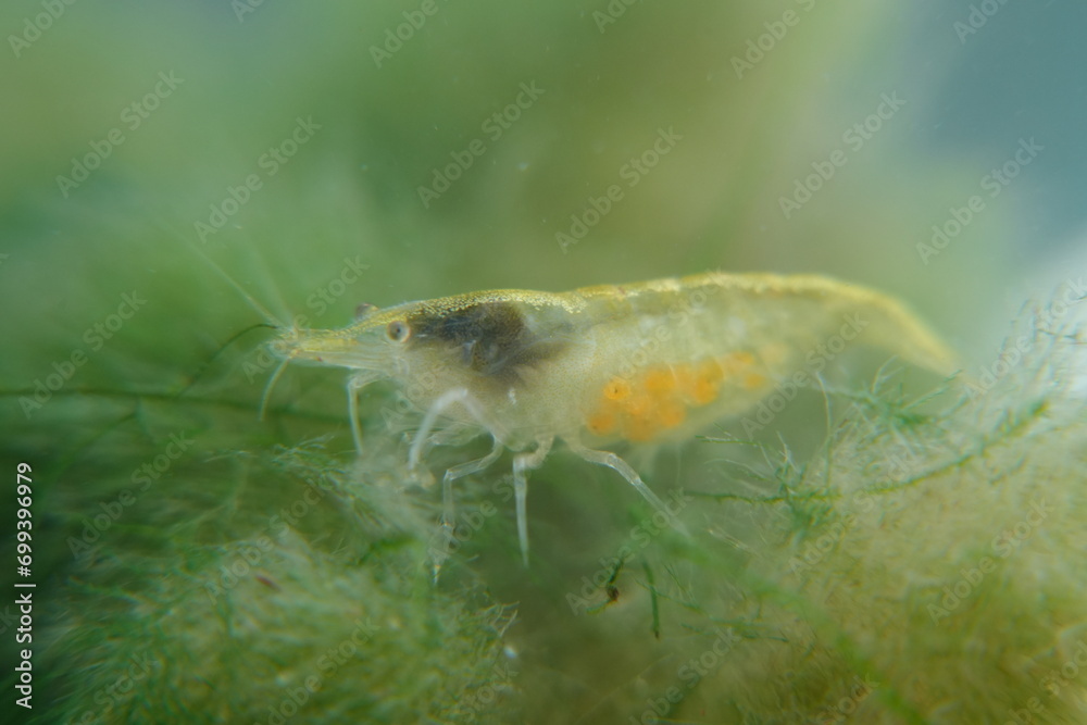 Yellow Golden Back Shrimp|Neocaridina denticulata|Neocaridina ...
