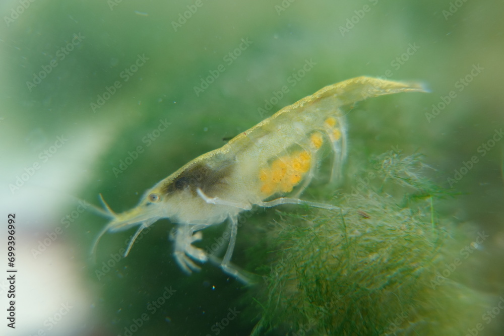 Yellow Golden Back Shrimp|Neocaridina denticulata|Neocaridina ...