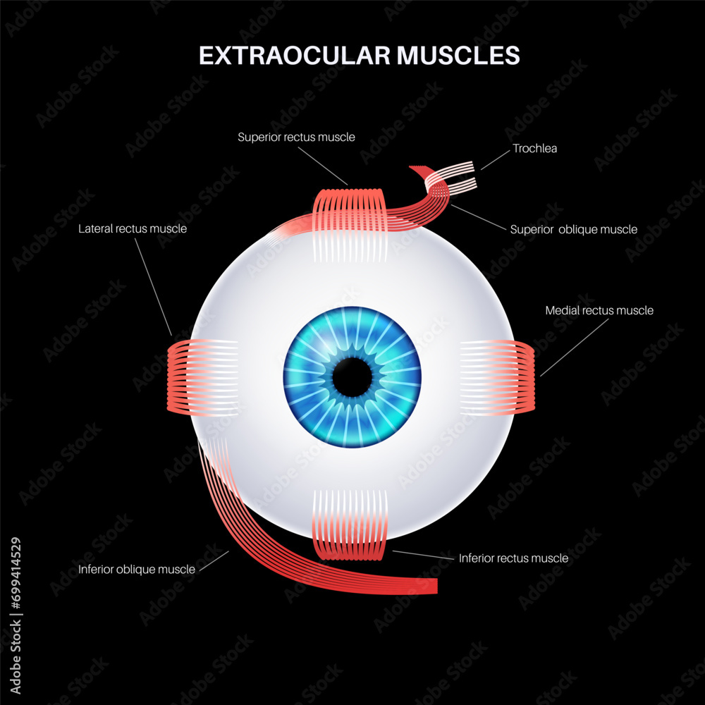 Extraocular muscles anatomy Stock Vector | Adobe Stock
