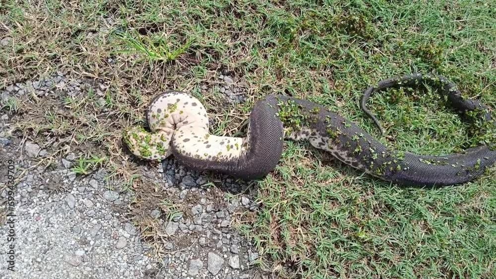 Cerberus spp, also known as the New Guinea bockadam, South Asian ...
