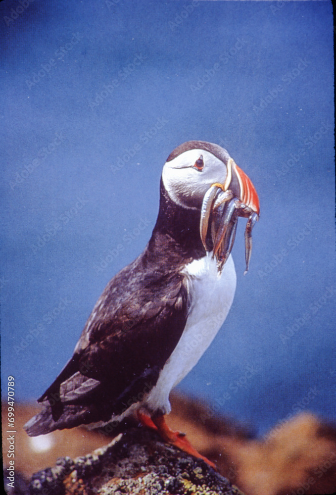 Toucan's have short compact bodies, a rounded tail, and a short, thick ...