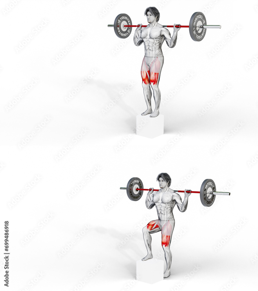 440 Quads-Barbell Step Up. 3D Anatomy of fitness and bodybuilding. An ...