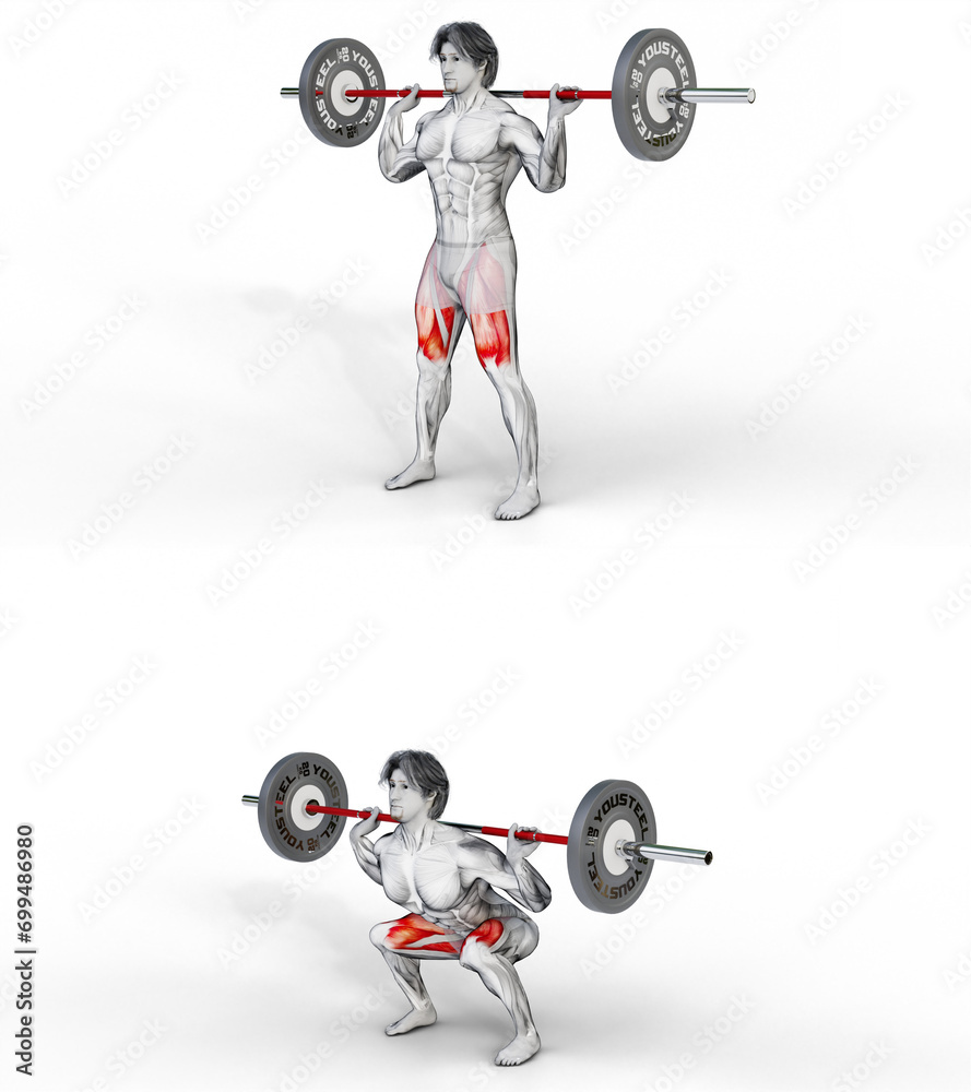 442 Quads-Barbell High Bar Squat. 3D Anatomy of fitness and ...