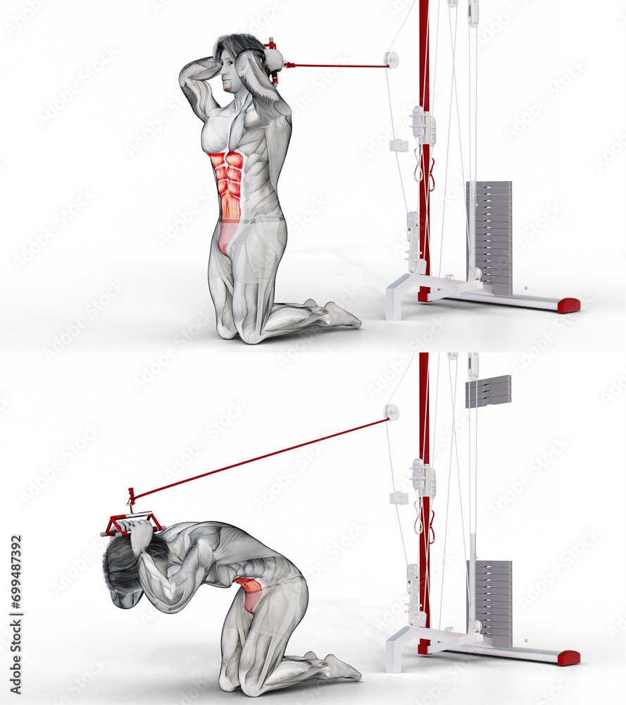 460 Abdominals-Cable Kneeling Crunch. 3D Anatomy of fitness and ...