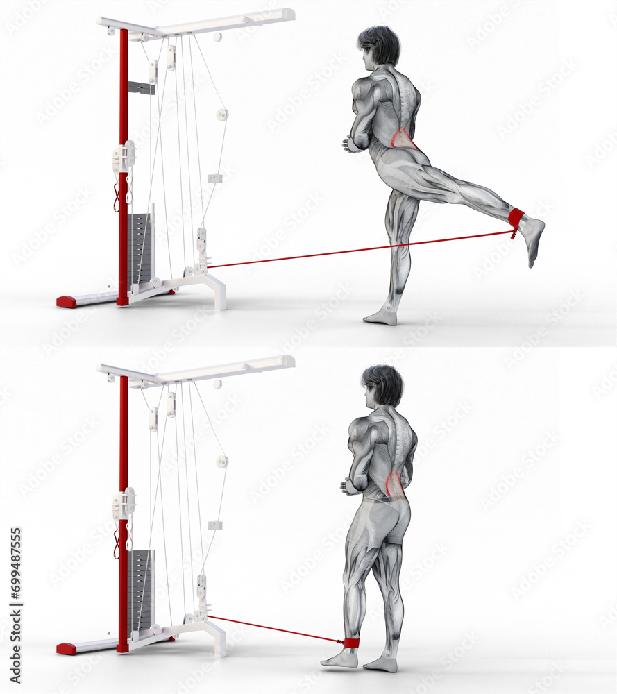 466 Lower back-Cable Glute Kickback. 3D Anatomy of fitness and ...