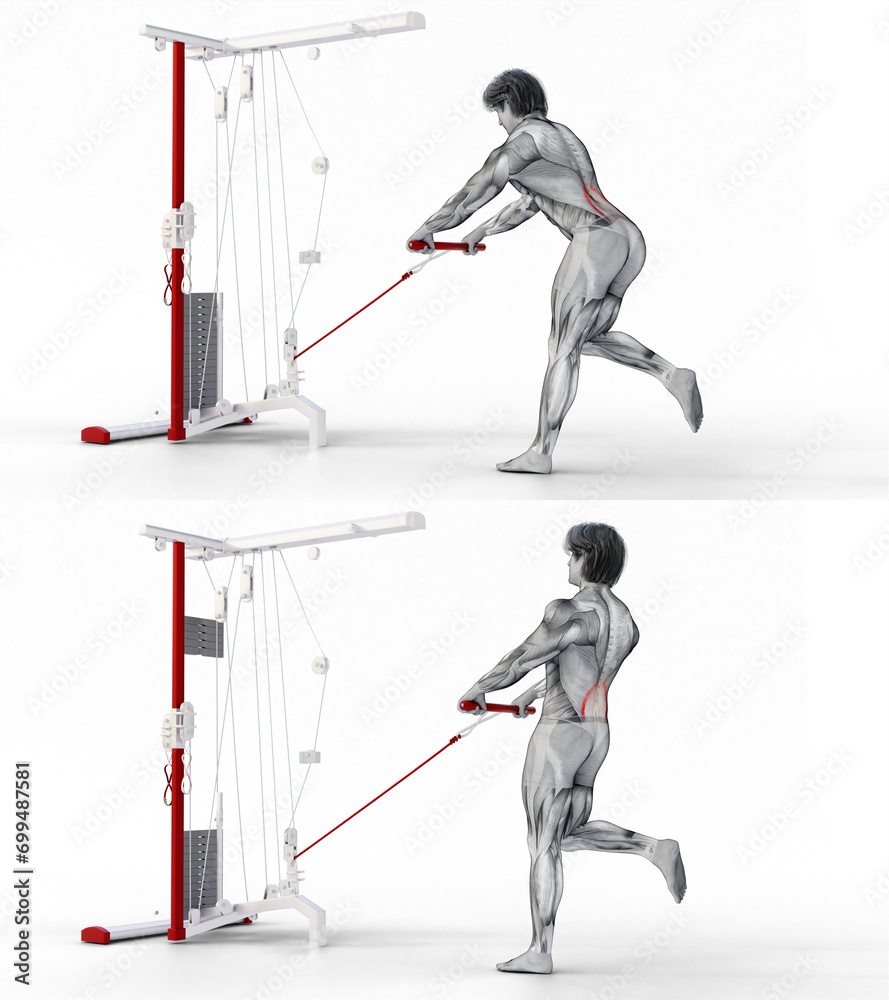 468 Lower back-Cable Single Leg Deadlift. 3D Anatomy of fitness and ...