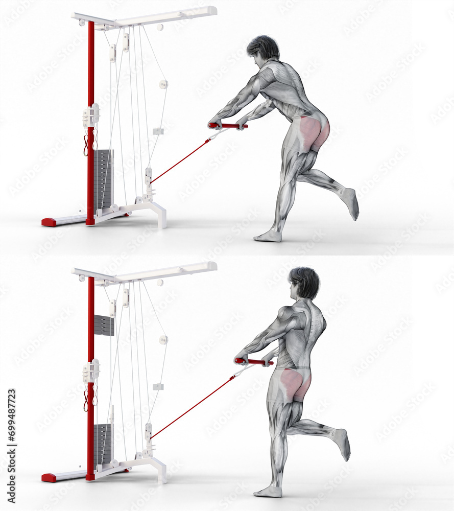 472 Glutes-Cable Single Leg Deadlift. 3D Anatomy of fitness and ...