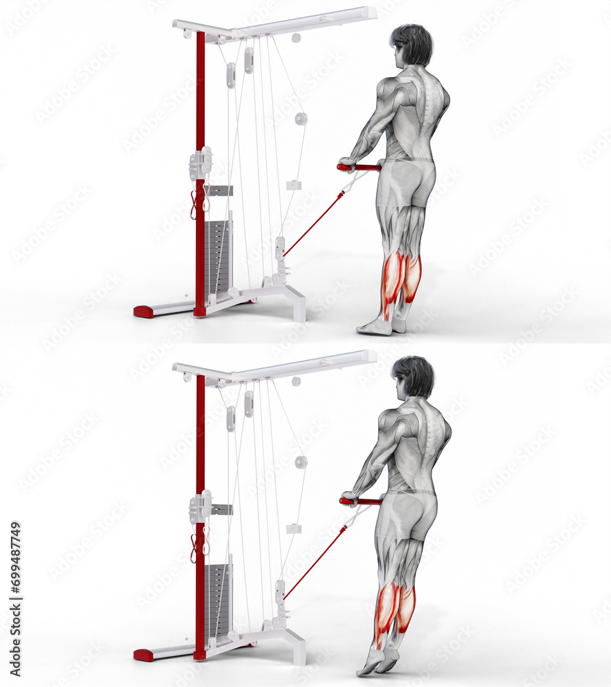 476 Calves-Cable Calve Raise. 3D Anatomy of fitness and bodybuilding ...