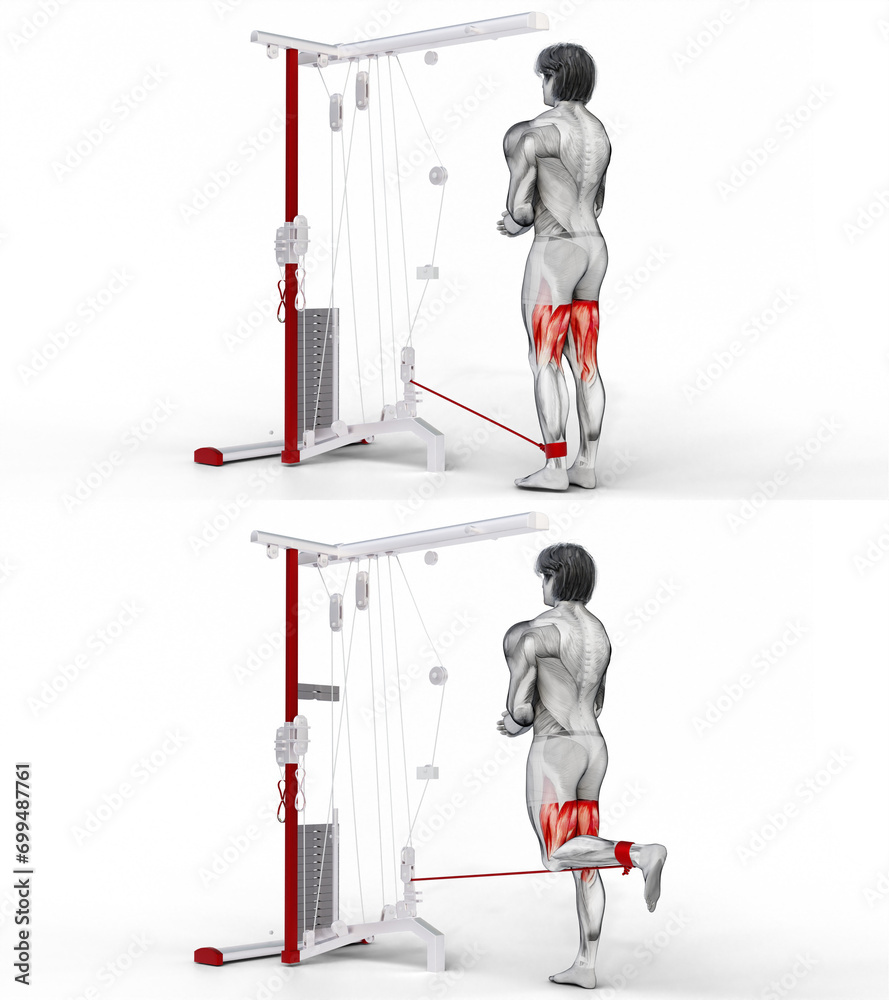 475 Hamstrings-Cable Hamstring Curl. 3D Anatomy of fitness and ...