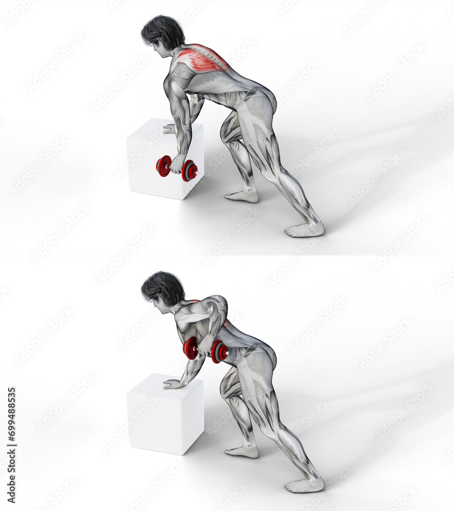 503 Traps (mid-back)-Dumbbell Row Unilateral. 3D Anatomy of fitness and bodybuilding. An ...