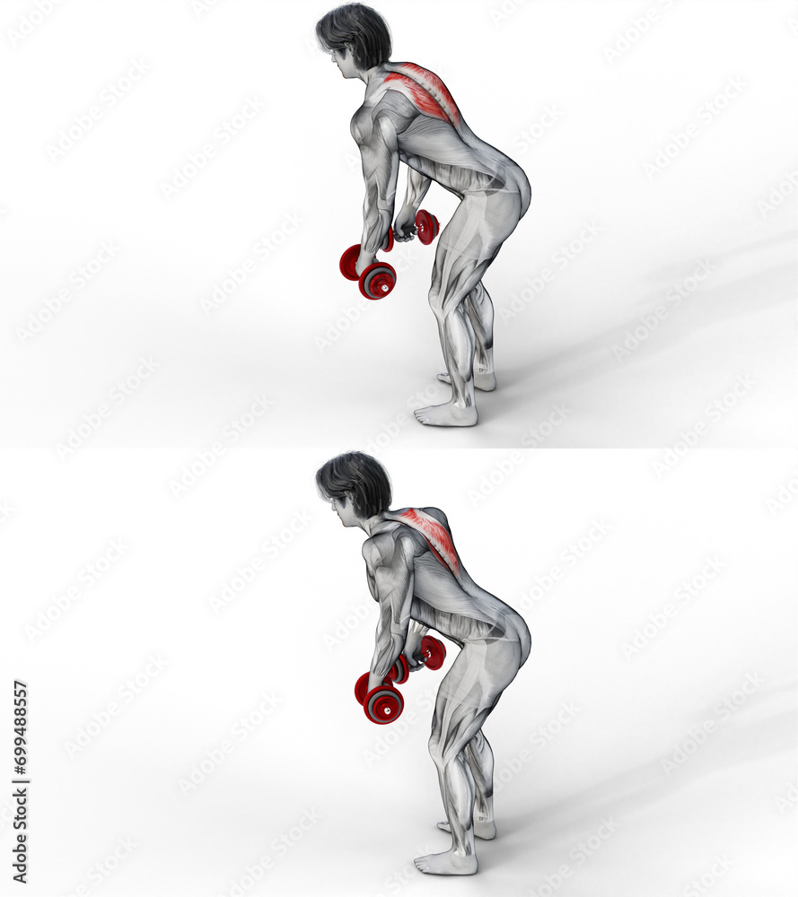504 Traps (mid-back)-Dumbbell Silverback Shrug. 3D Anatomy of fitness ...