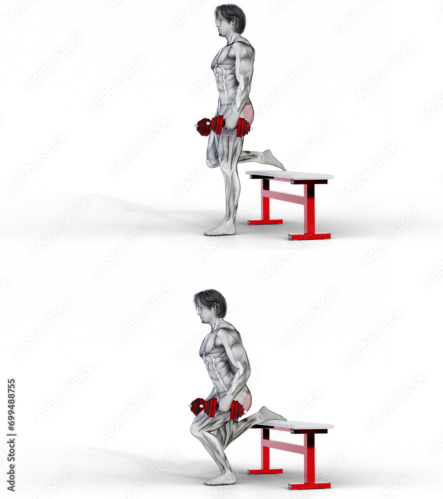 509 Glutes-Dumbbell Bulgarian Split Squat. 3D Anatomy of fitness and ...