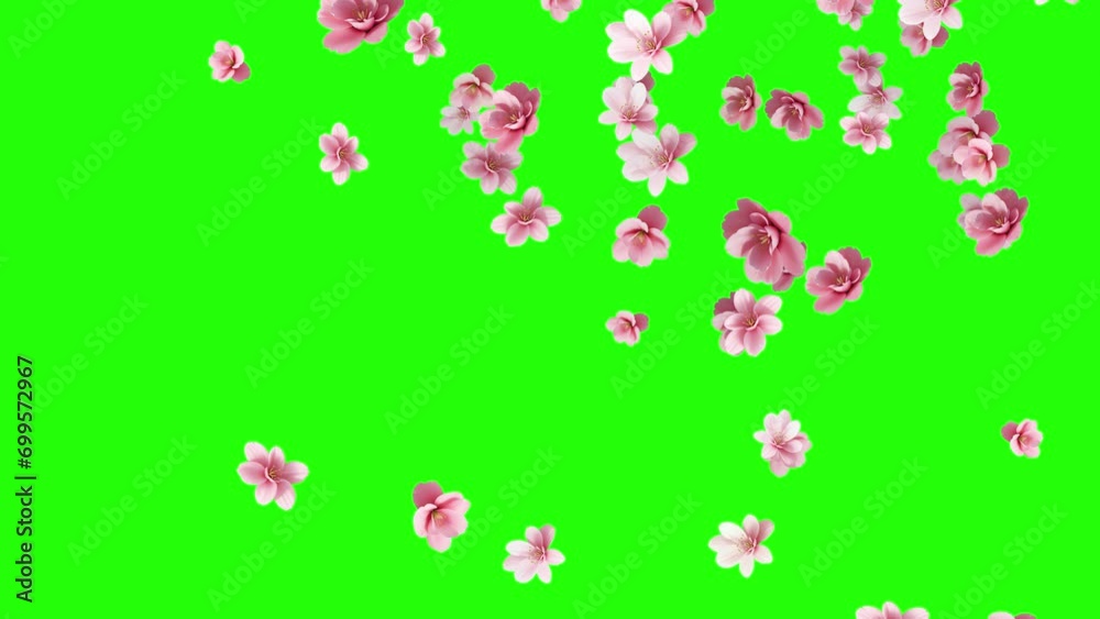 Cherry Flower And Petal Falling Animation And On green Screen ...