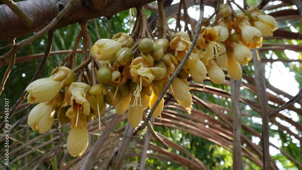 inflorescence and flower opening development stages of durian fruit on ...