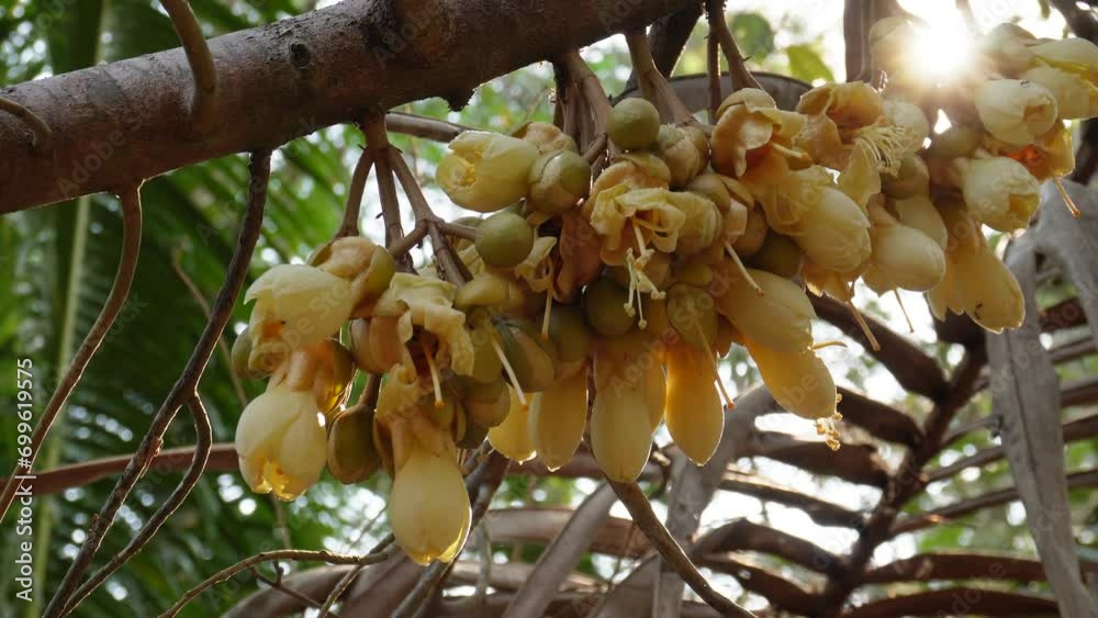 Vidéo Stock inflorescence and flower opening development stages of ...