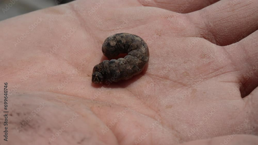 Vidéo Stock Chili leaves attacked by worms in the farm causing damage ...