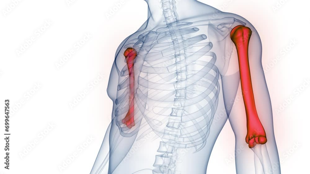 Human Skeleton System Humerus Bone Joints Anatomy Animation Concept ...