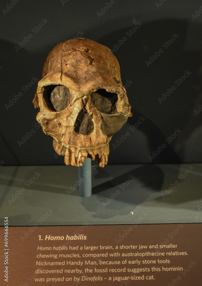 Human skull evolution, nature theory. Archeology skeleton, dead man ...