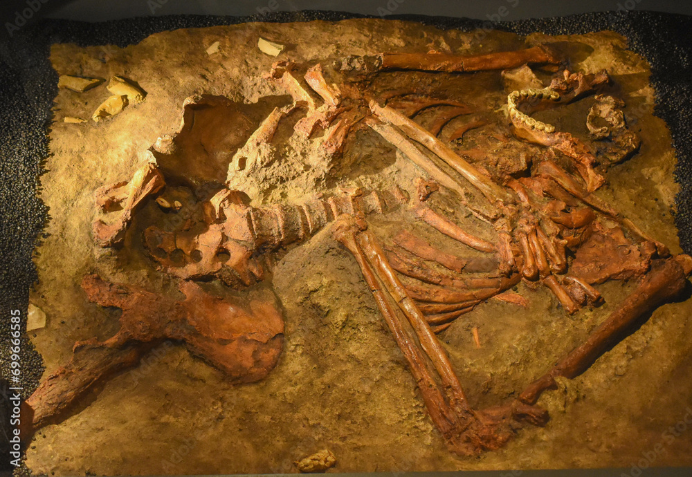 Human skull evolution, nature theory. Archeology skeleton, dead man ...