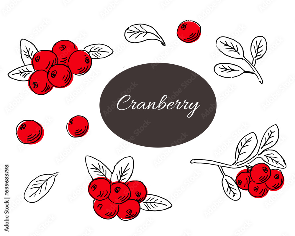 Cranberry Hand drawn sketch outline with red color. Vector illustration ...
