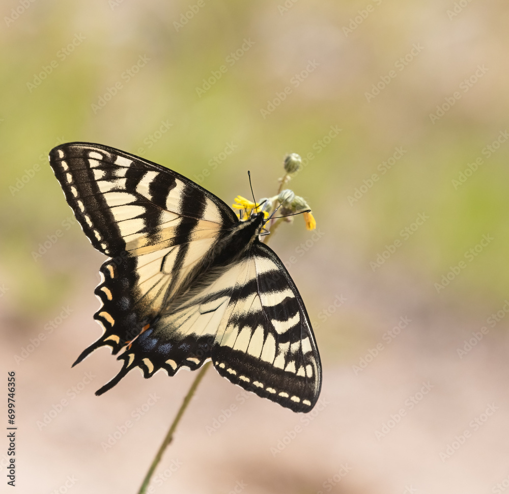 Eastern Tiger Swallowtail closeup on a wildflower with open wings and ...