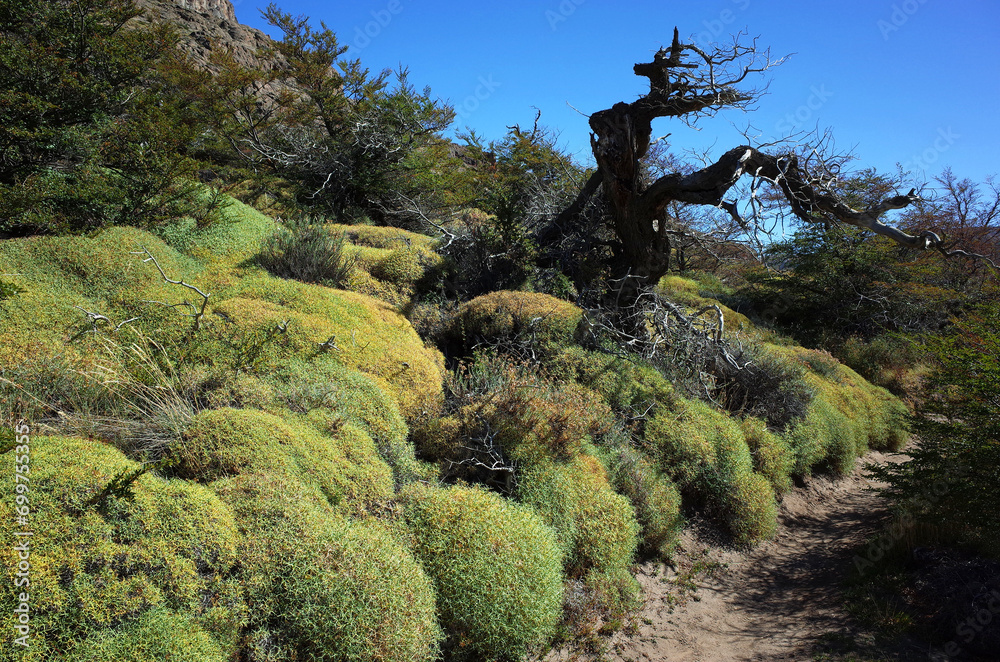 Nature of Patagonia, Thorny cushion-like shrub growing along hiking ...