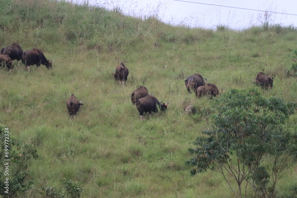 Bison animal in Gavi forest. Scenic beauty of Gavi forest. Natural ...