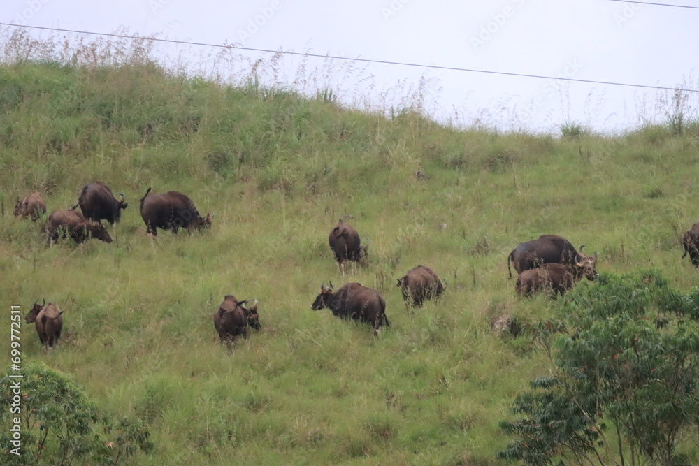 Bison animal in Gavi forest. Scenic beauty of Gavi forest. Natural ...