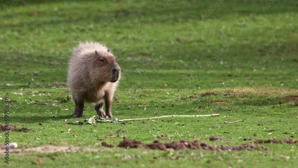 The capybara, Hydrochoerus hydrochaeris is the largest extant rodent in ...