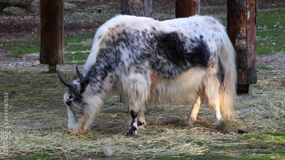 Young baby domestic yak, Bos grunniens. A long-haired domesticated ...