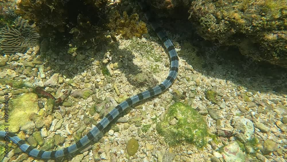 The black-and-white sea snake, scientifically known as Laticauda ...