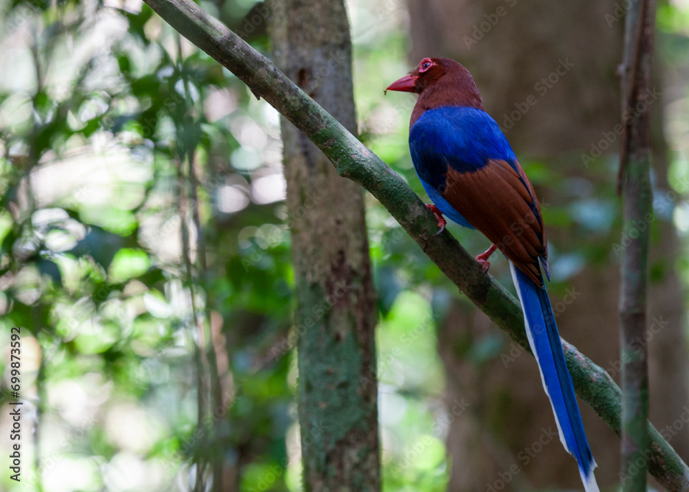 Sri Lanka blue magpie (Urocissa ornata) at Sinharaja Forest Reserve ...