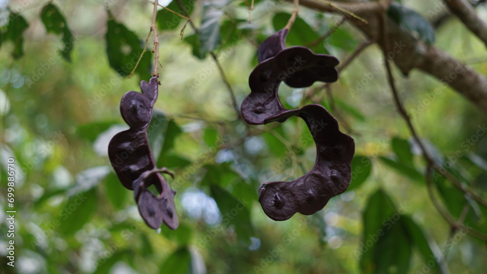 Archidendron pauciflorum (Blackbead, Dog Fruit, Djenkol tree, Luk Nieng ...