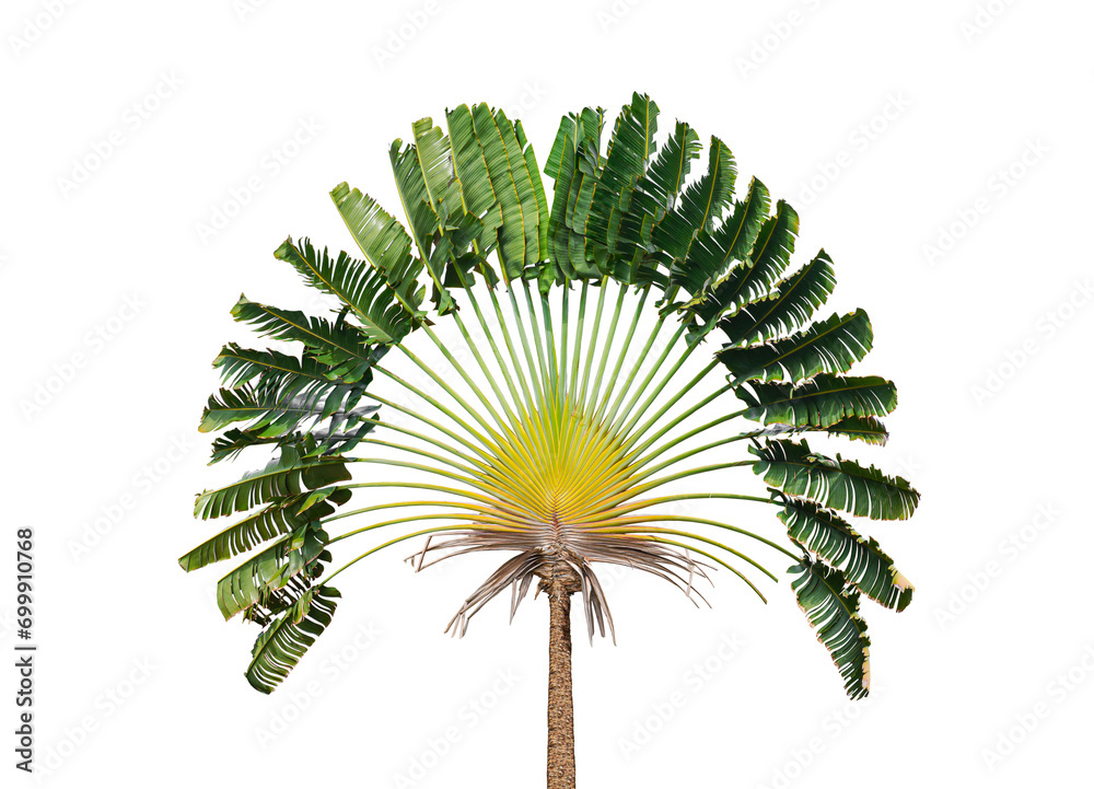 Beautiful Travelers palm tree (Ravenala madagascariensis) isolated on ...