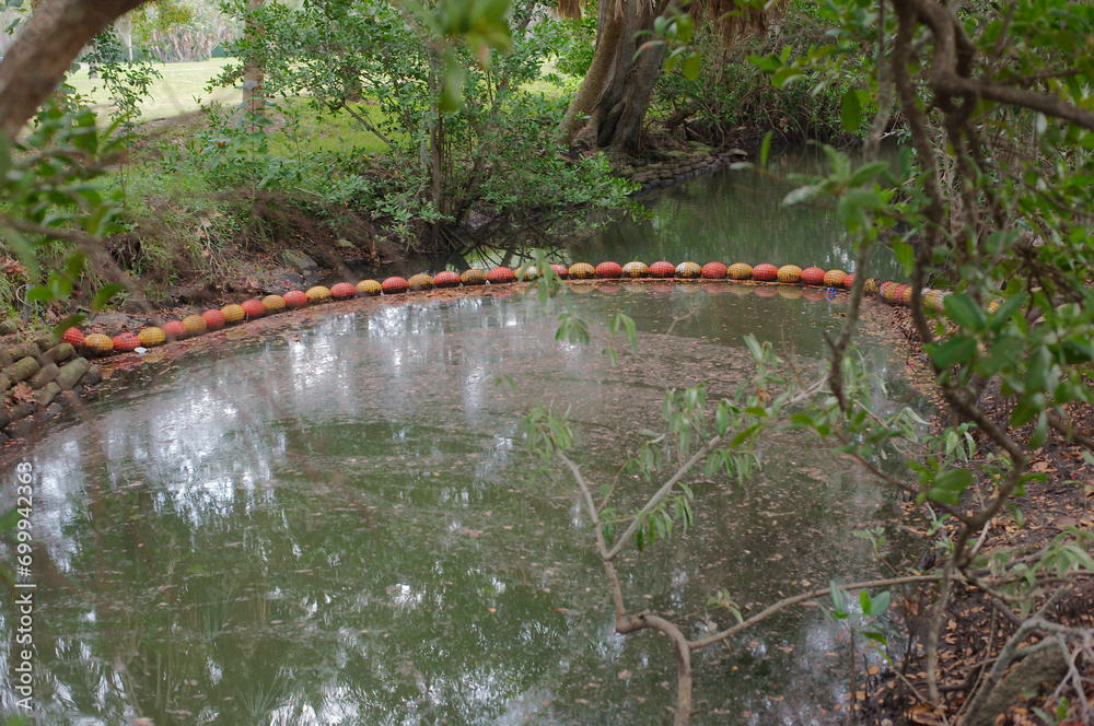 Florida creek with Curved Shape Yellow Water Goat, A chain of floating ...