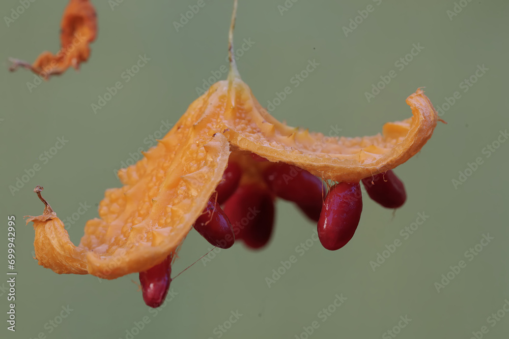 The beauty of ripe balsam pear fruit with a bright yellow color. This ...