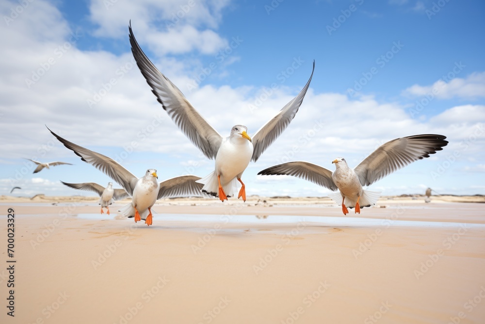 gulls taking off from a beach, wings spread wide and sand scattering ...