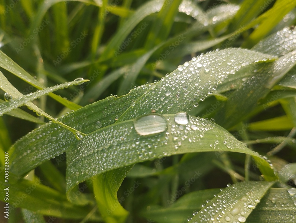 small wheat plants, green wheat field, dew on leaves, green field ...