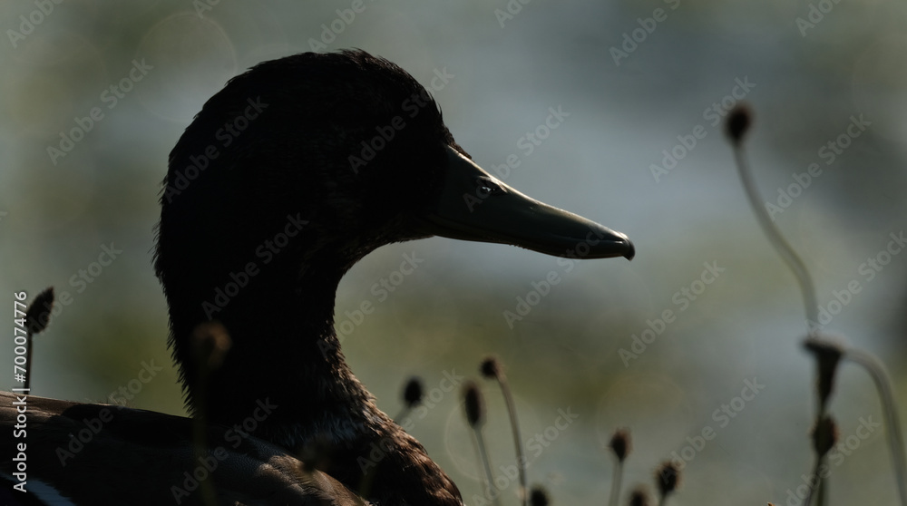 The mallard or wild duck is a dabbling duck that breeds throughout the ...