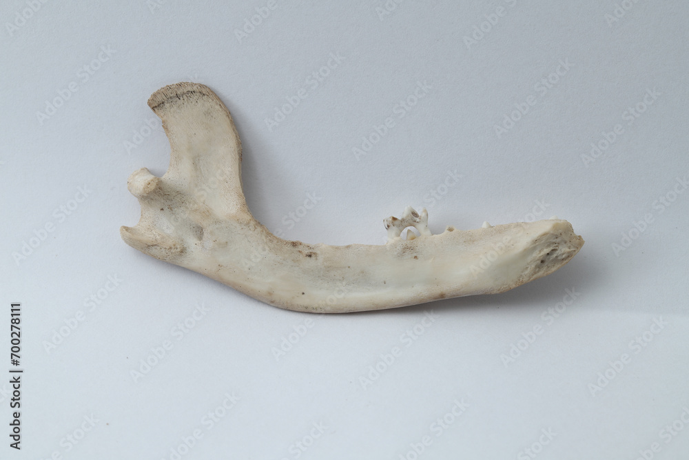 Lingual (inside) view of baby raccoon (Procyon lotor) mandible (jaw ...