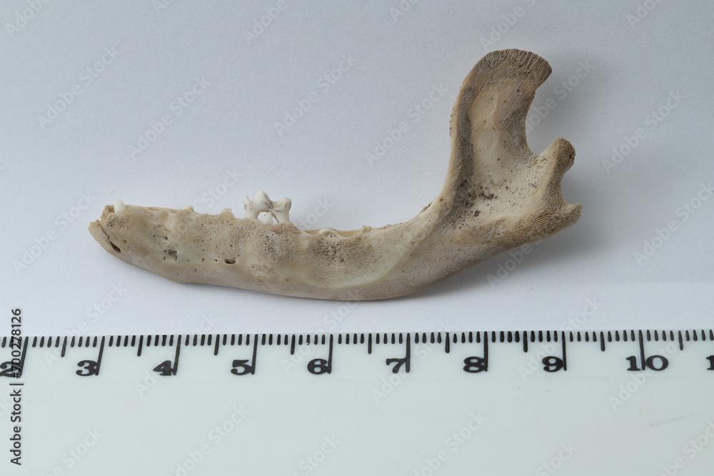 Buccal (outside) view of lower jawbone (mandible) of baby raccoon with ...
