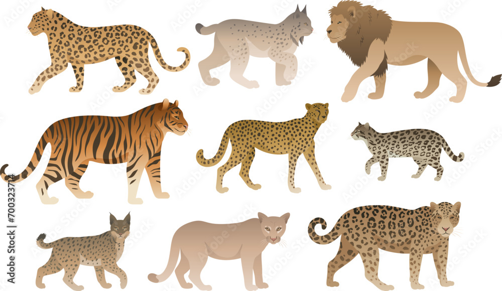 Poster Different animals of feline family – Wall Art | UkPosters